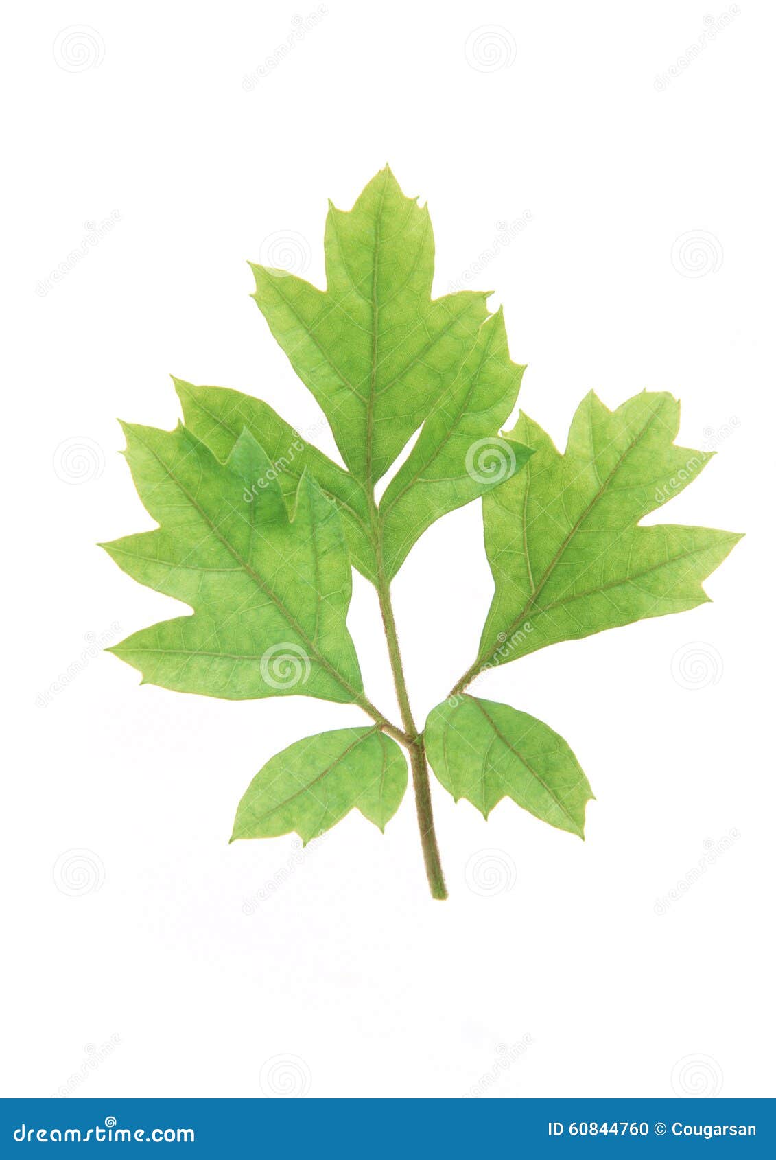 Green Leaves with Strips Closeup Stock Photo - Image of season, bush ...