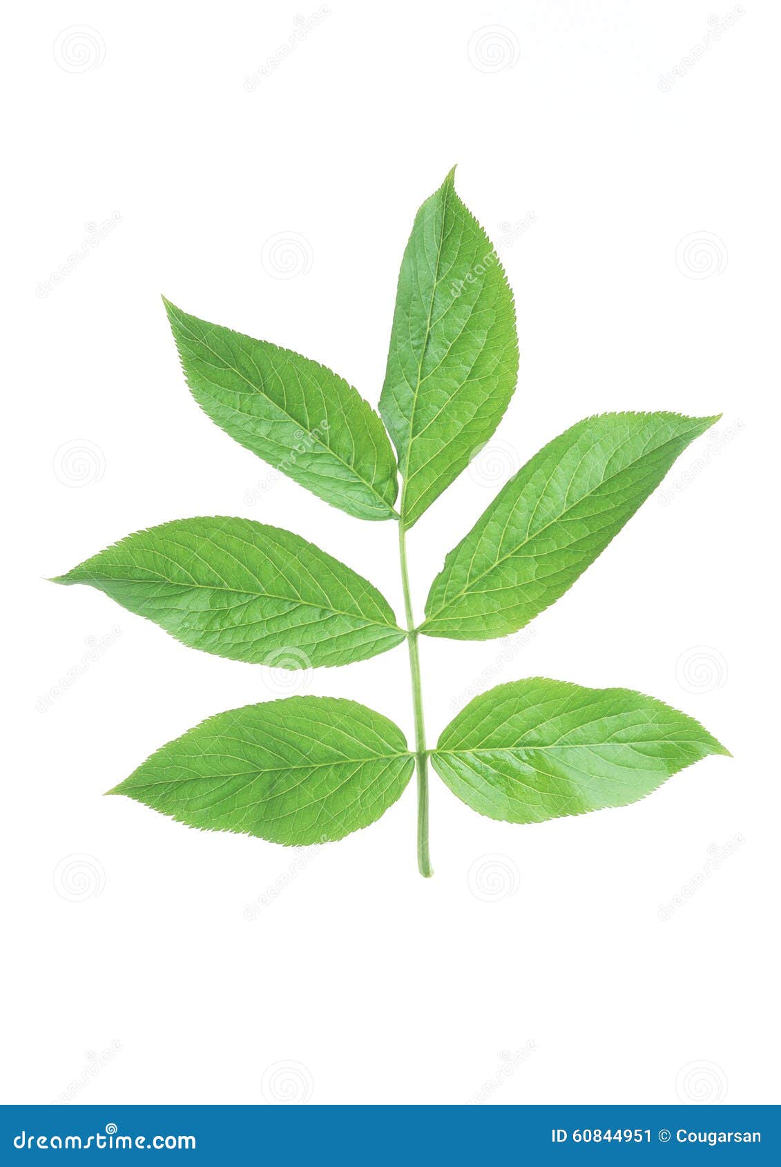 Green Leaves with Strips Closeup Stock Image - Image of natural, lobe ...