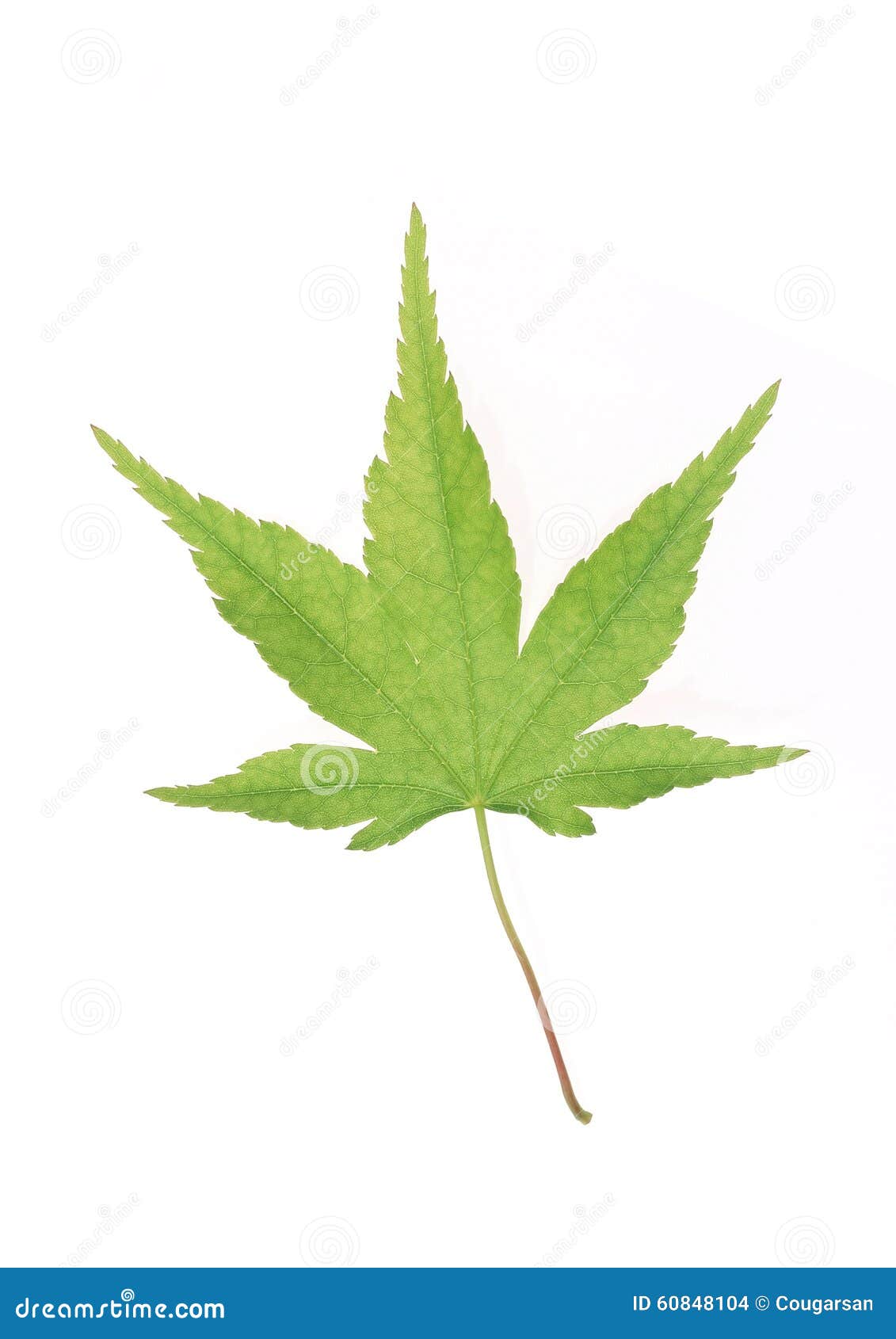 Green Leaves with Strips Closeup Stock Photo - Image of close, isolated ...