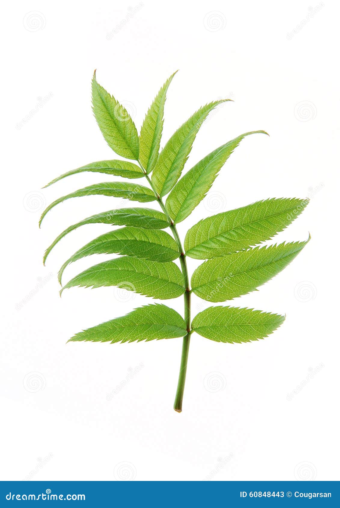 Green Leaves with Strips Closeup Stock Image - Image of closeup, nature ...
