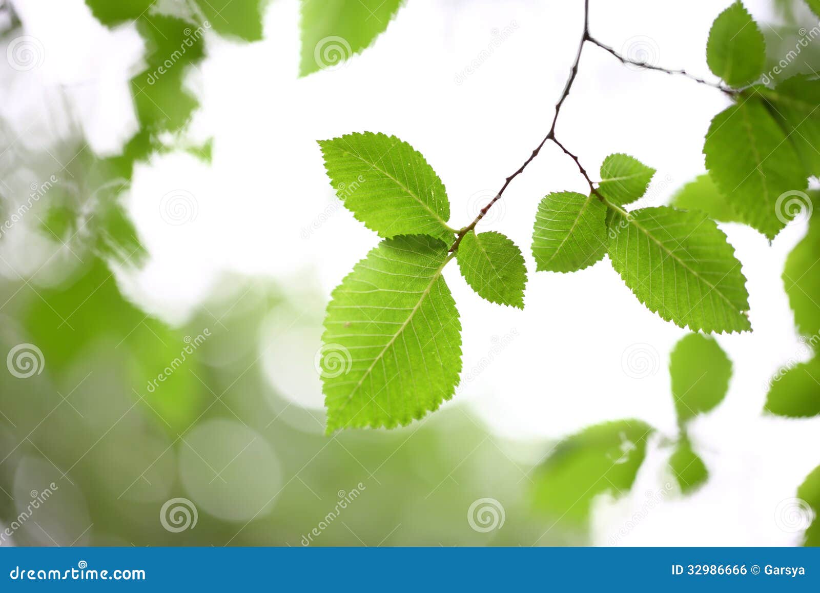 Green leaves stock photo. Image of summer, freshness - 32986666