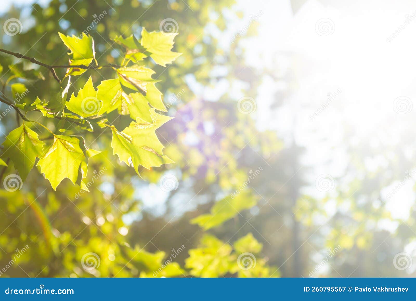Green leaves and sun light stock image. Image of beautiful - 260795567