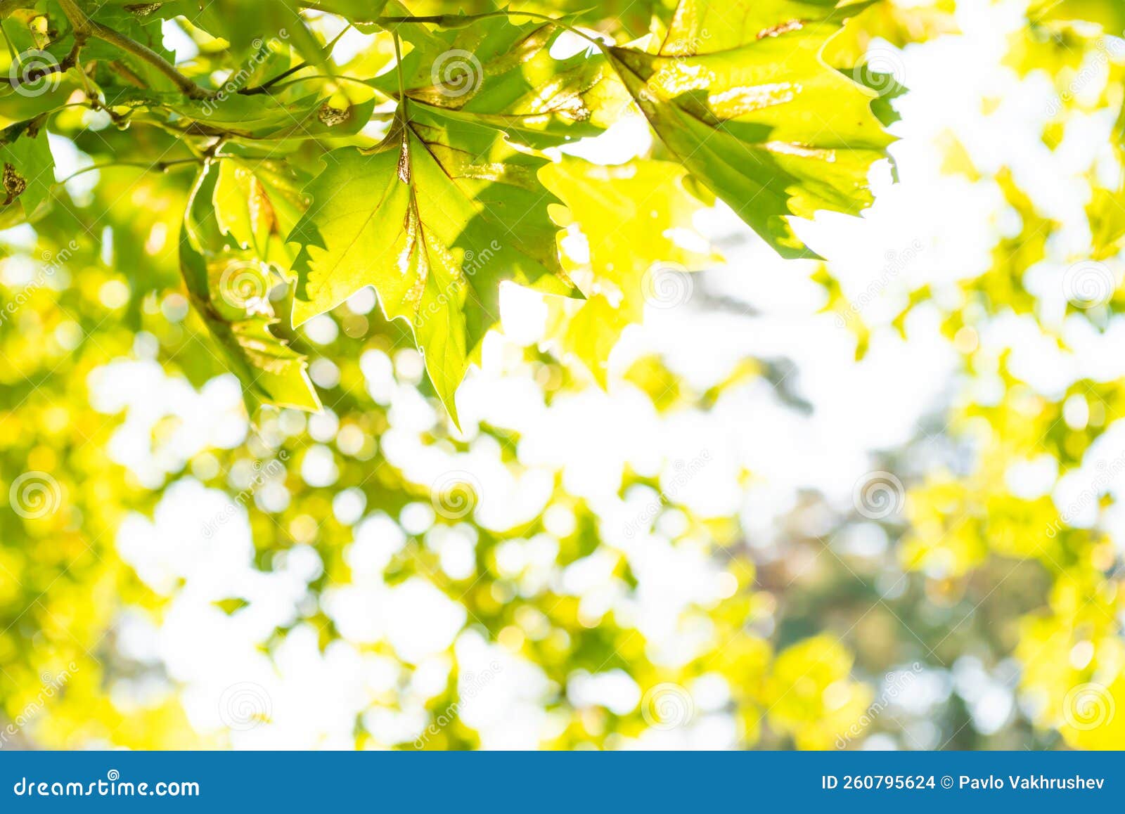 Green leaves and sun light stock photo. Image of environment - 260795624