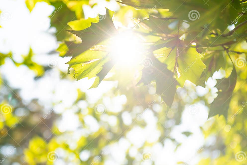 Green leaves and sun light stock image. Image of summer - 260795713
