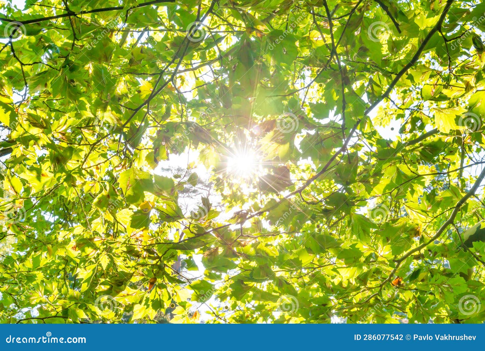 Green leaves and sun light stock photo. Image of nature - 286077542