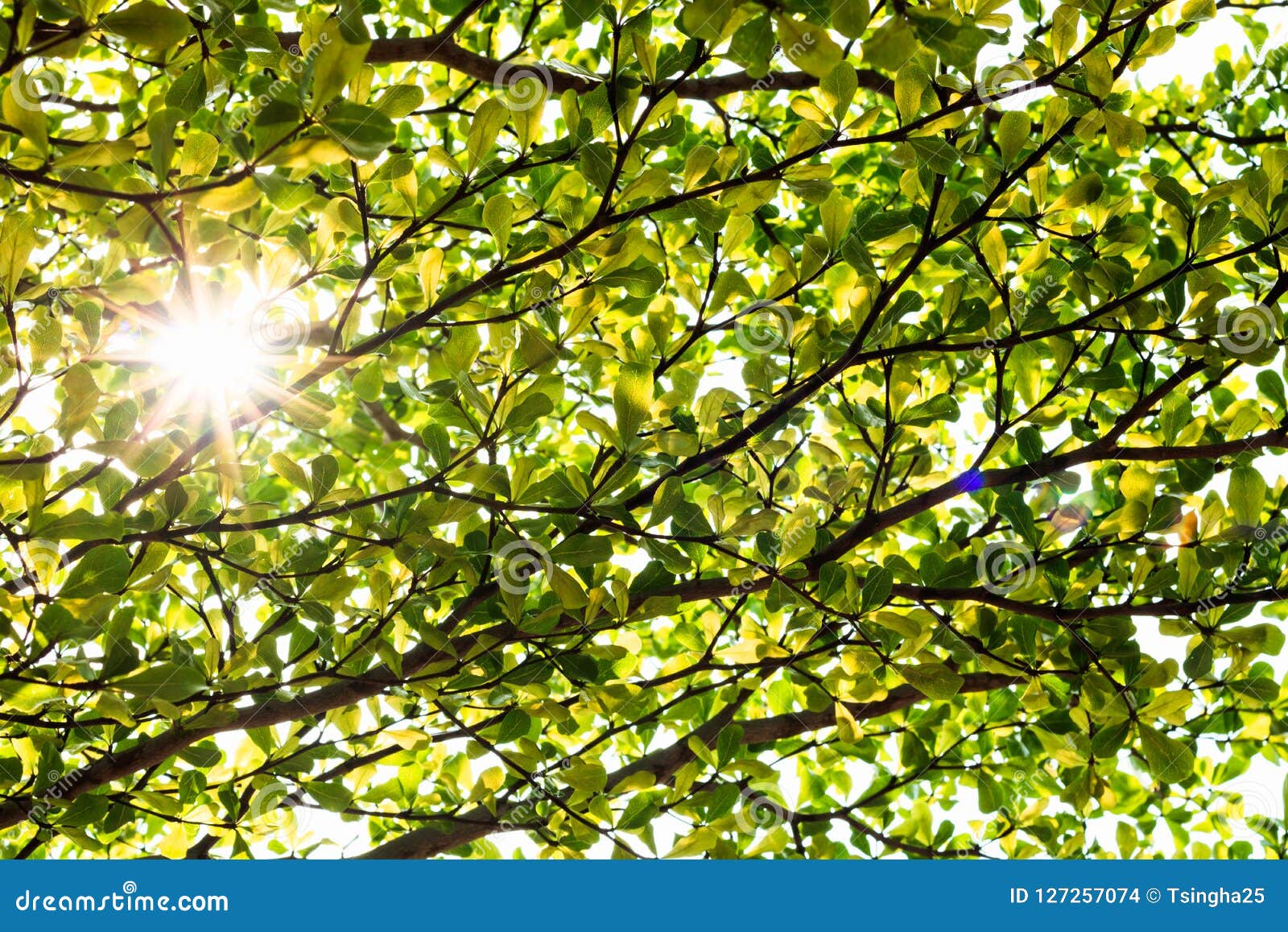 Green Leaves with Sun Ray Light. Stock Photo - Image of leaves, branch ...