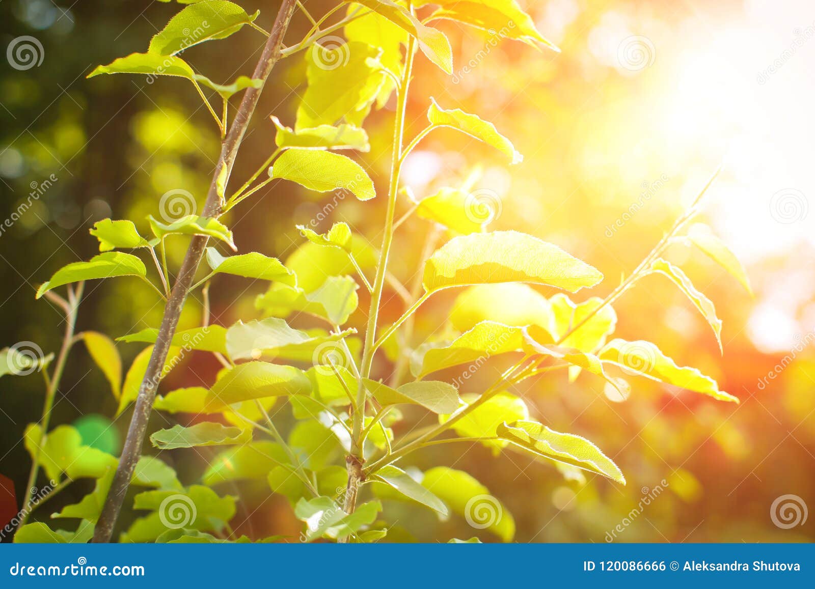 Green Leaves with Sun Ray. Young Plant in the Rays of the Sunset Stock ...