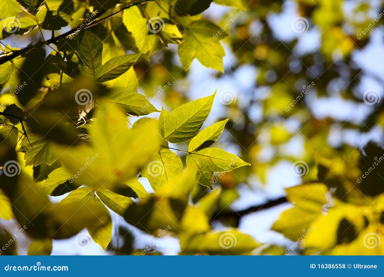 Green Leaves in a Sunlight. Stock Photo - Image of autumn, tree: 16386558