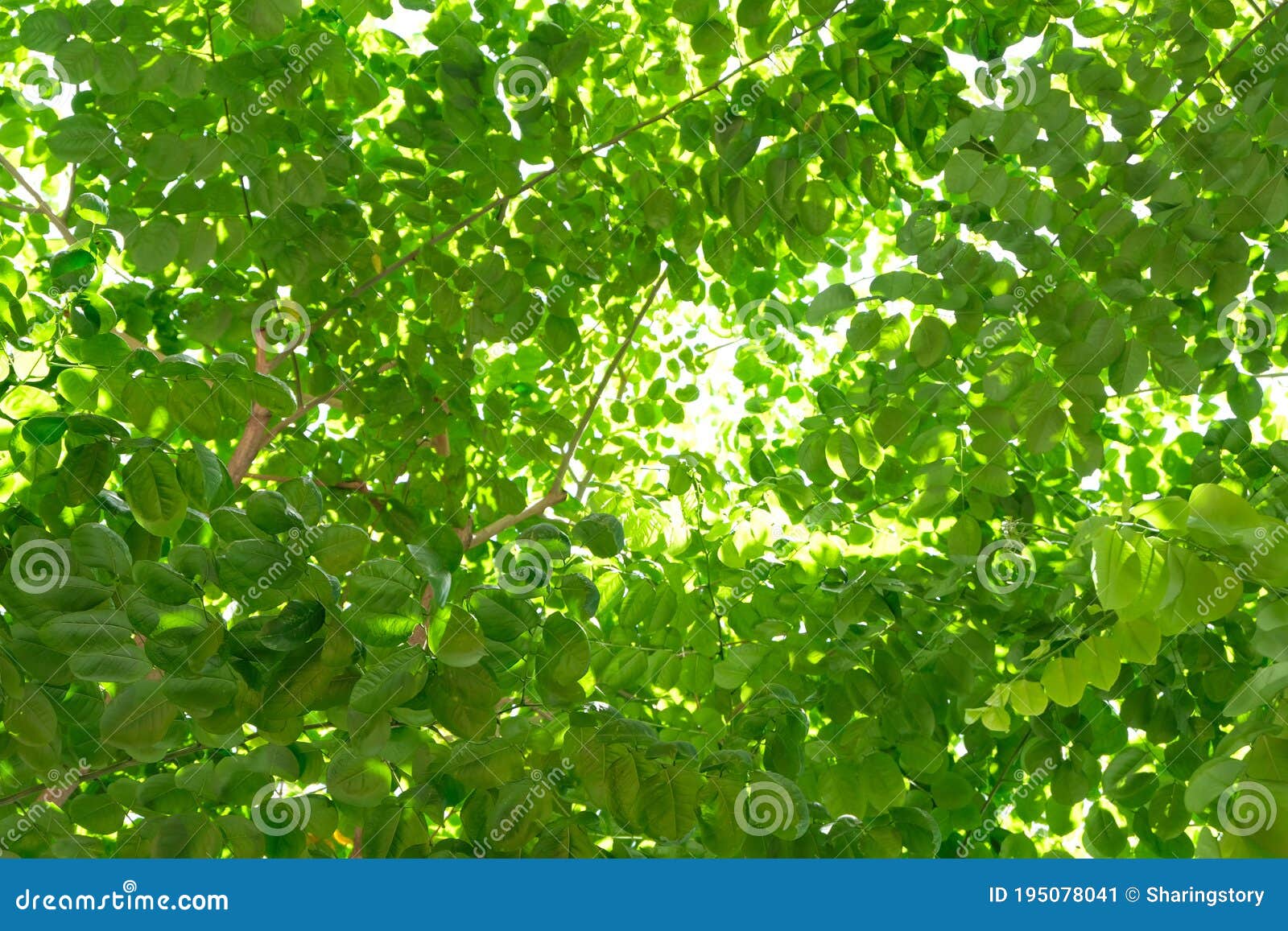Green leaves in sunlight stock image. Image of beauty - 195078041
