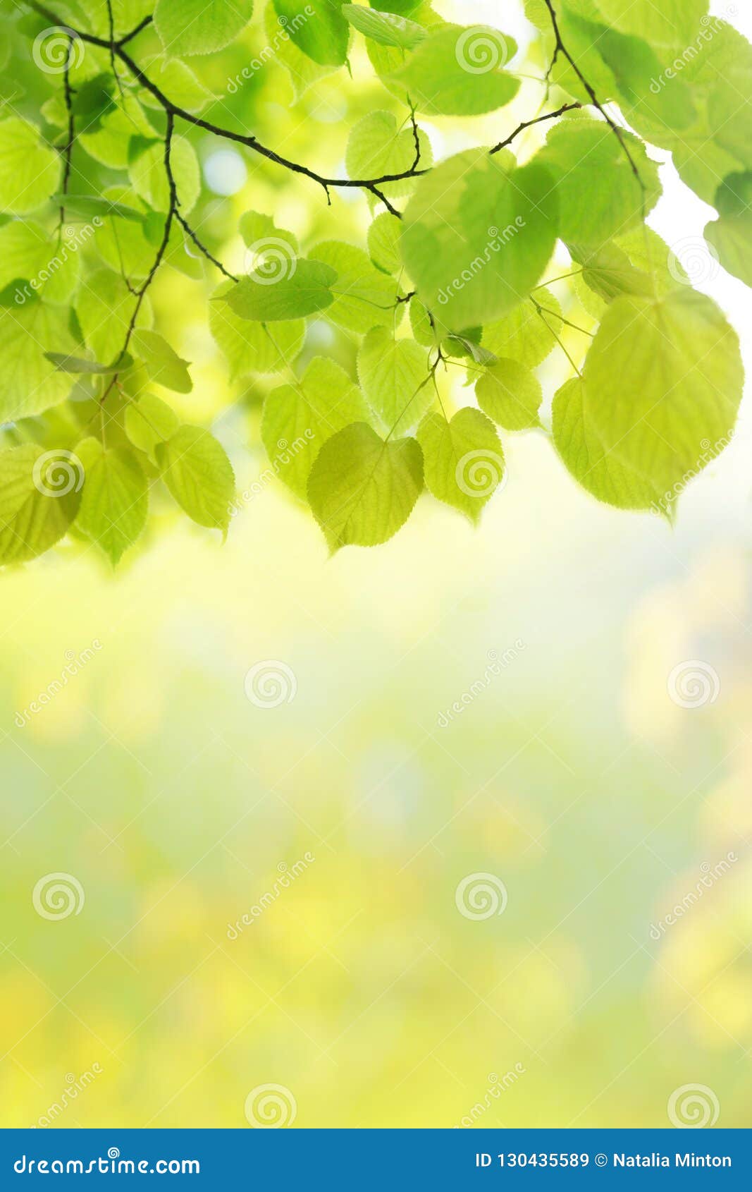 Green Leaves Sunlight Background Stock Image - Image of background ...