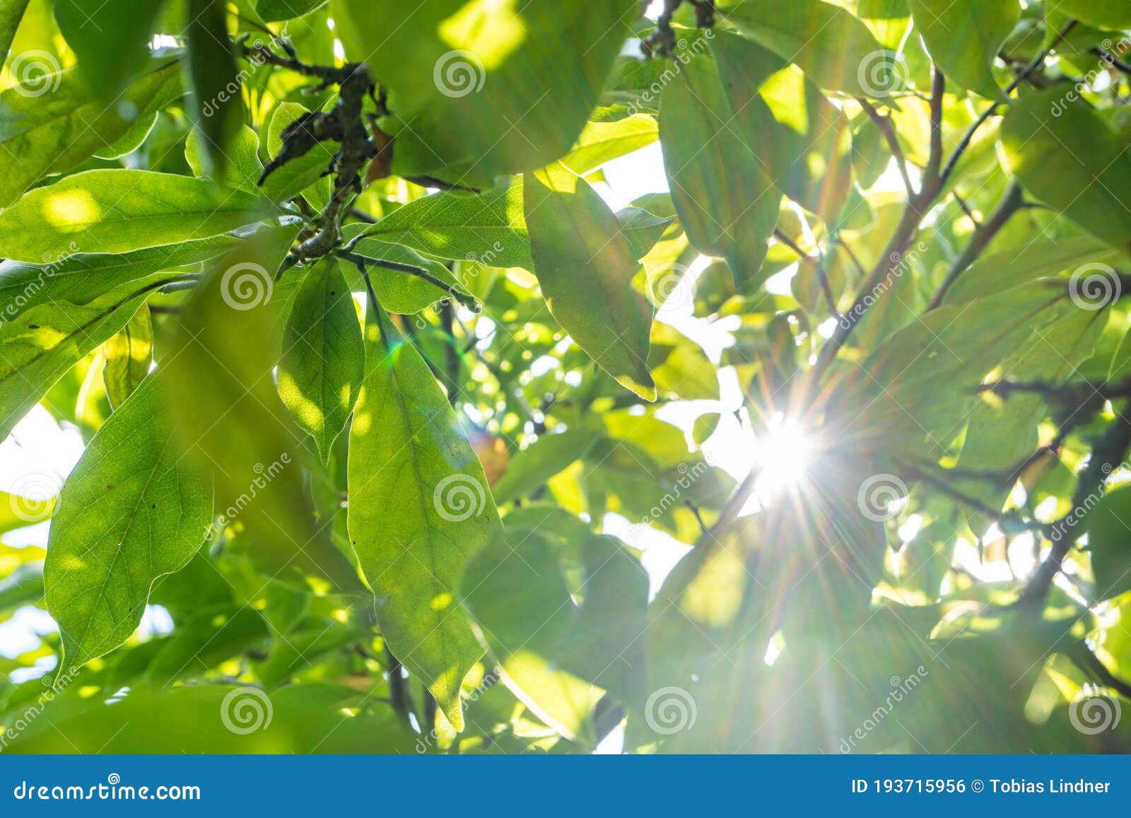 Green leaves in sunlight stock photo. Image of spring - 193715956