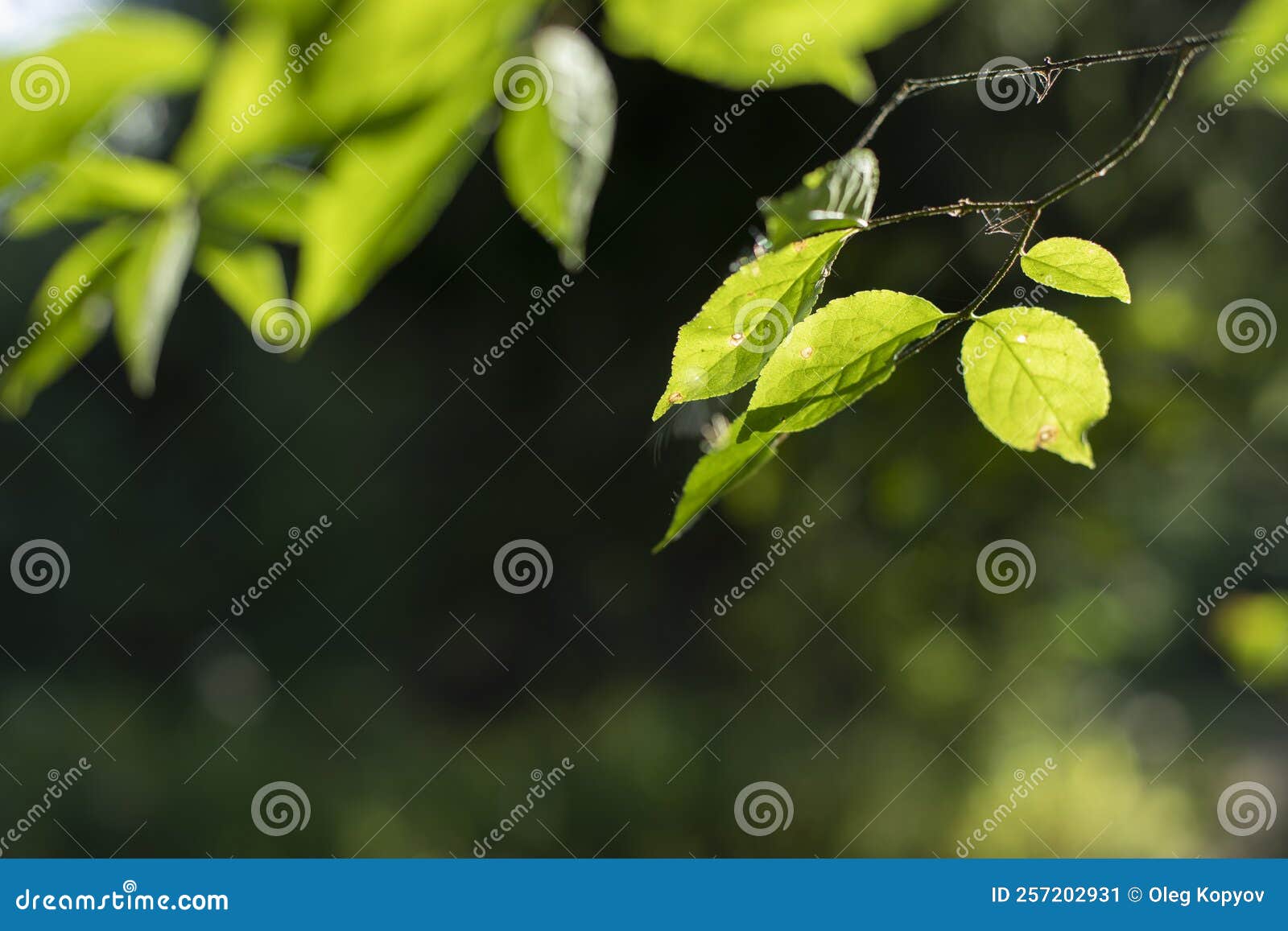 Green Leaves in Sunlight. Leaves of Tree Stock Image - Image of ...