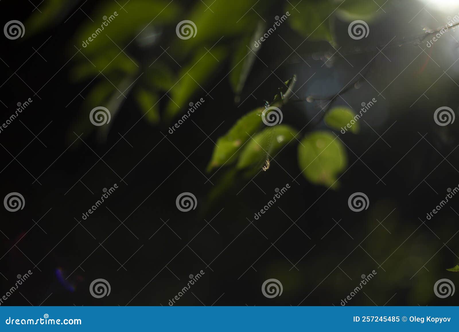 Green Leaves in Sunlight. Leaves of Tree Stock Image - Image of nature ...