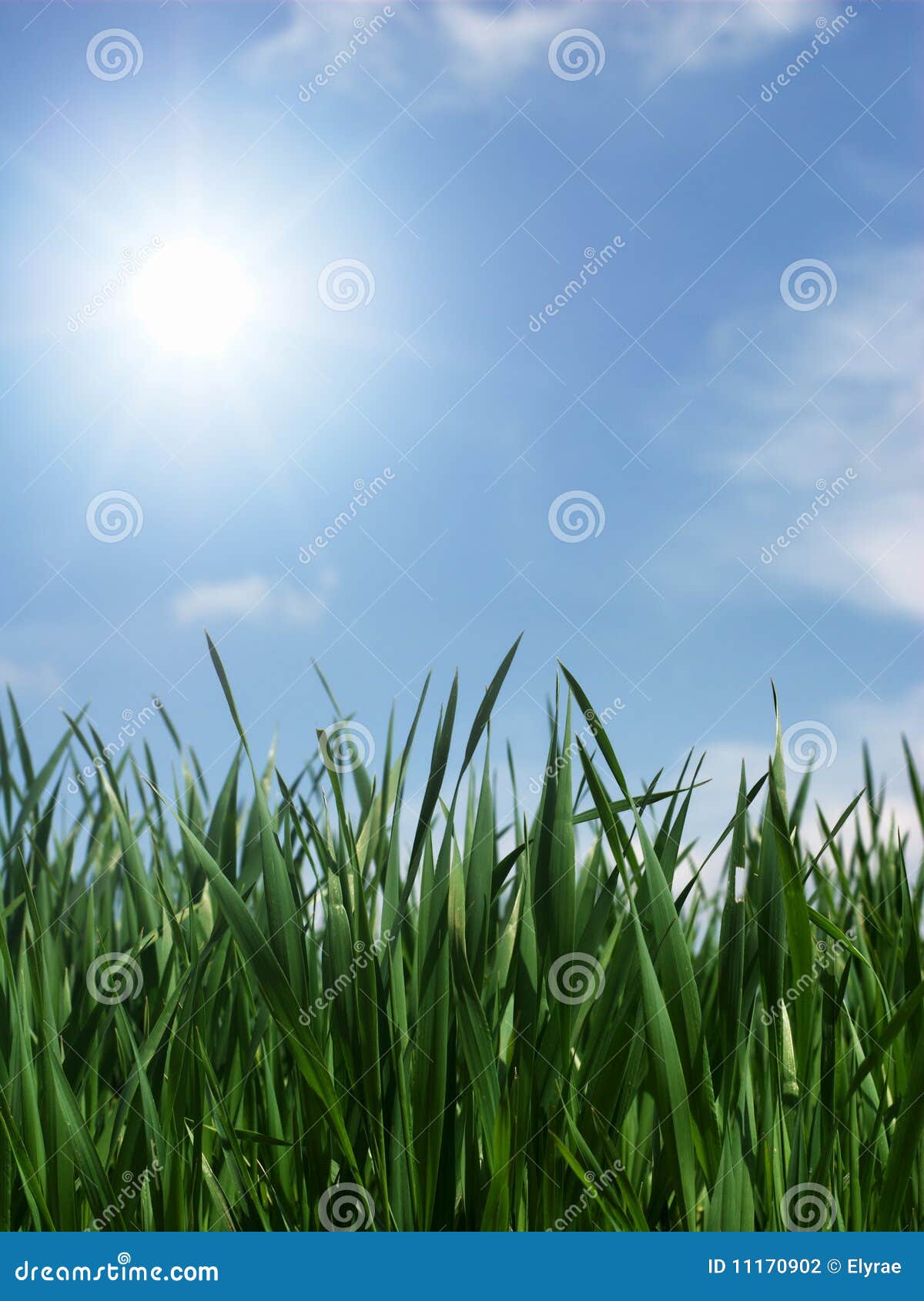 Green leaves and sunshine stock photo. Image of pasture - 11170902