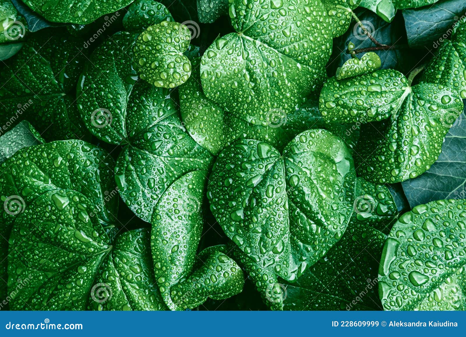 Green leaves surface. stock image. Image of beauty, season - 228609999