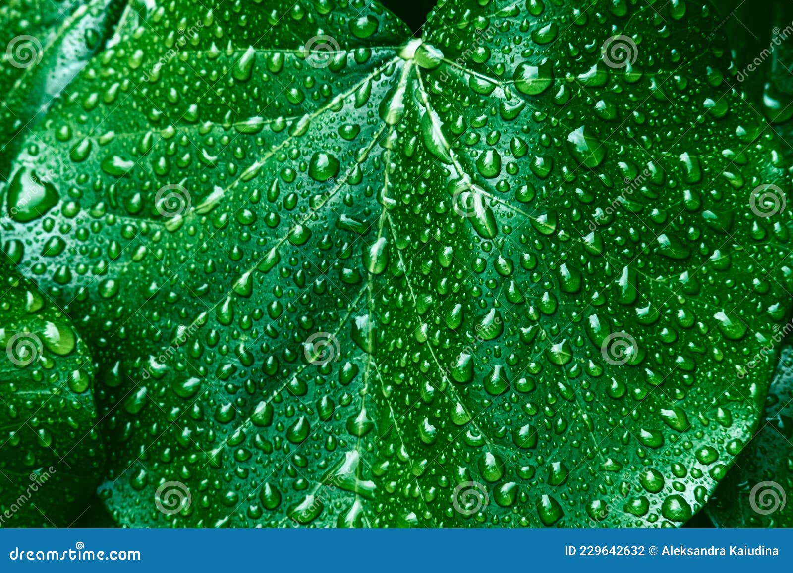 Green leaves surface. stock photo. Image of nature, organic - 229642632