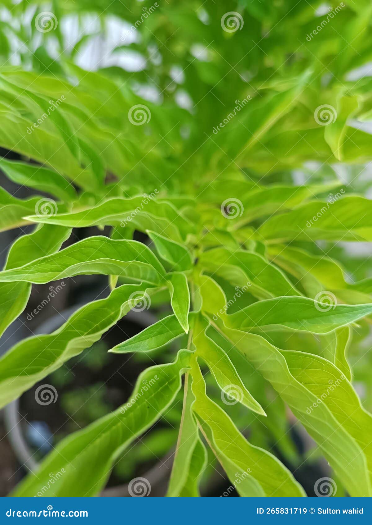 Green Leaves of the Suweg Tree Growing in the Yard Stock Image - Image ...