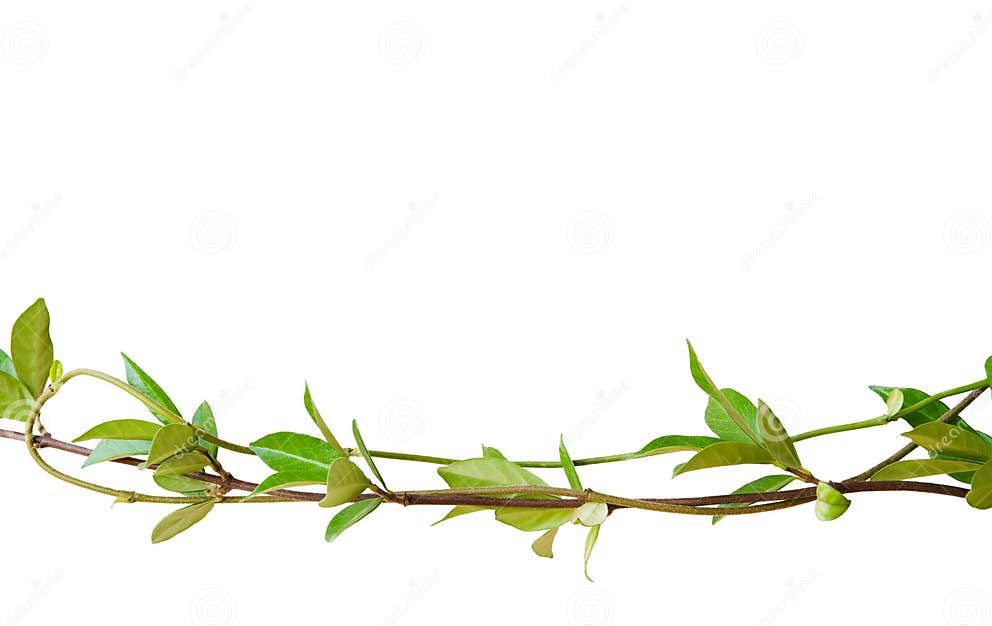 Green Leaves on Tangled Stems Stock Photo - Image of botanic, isolated ...