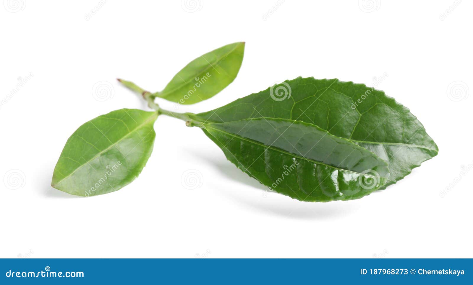 Green Leaves of Tea Plant Isolated Stock Image - Image of healthy ...
