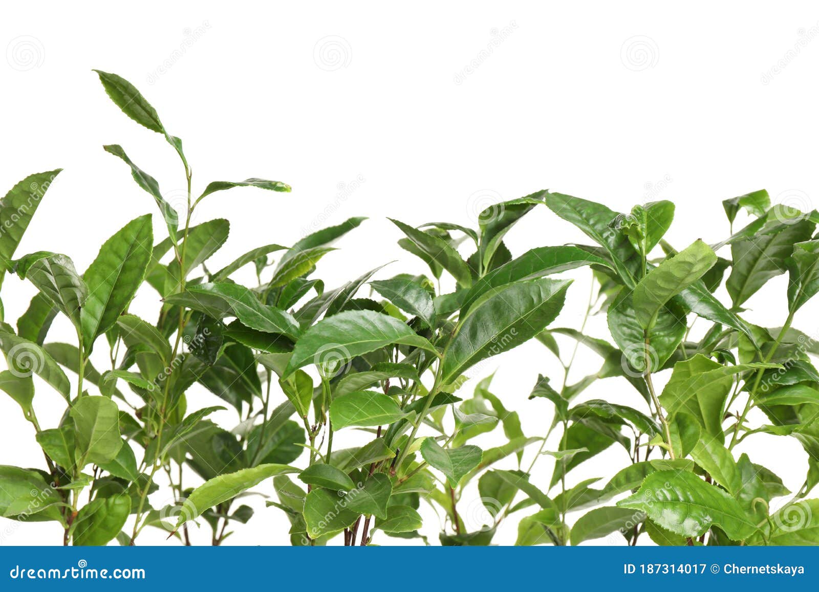 Green Leaves of Tea Plant on Background Stock Image - Image of ...