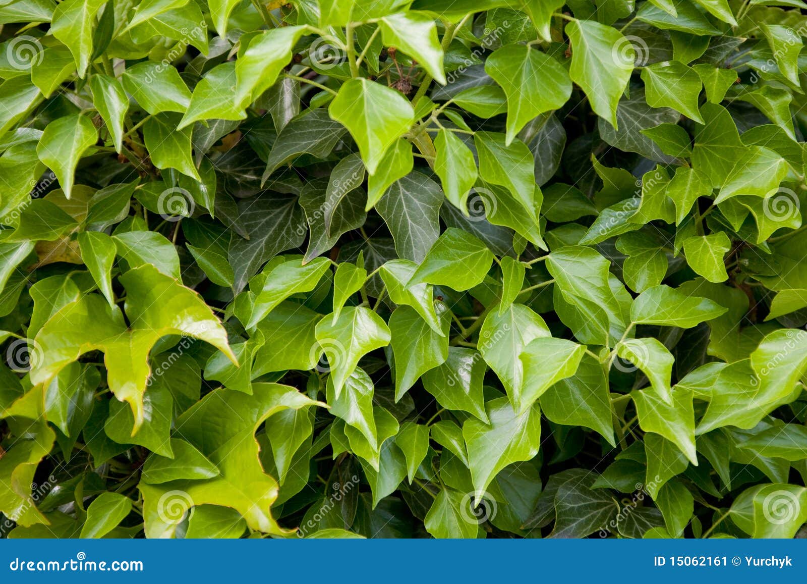 Green leaves texture stock image. Image of growth, beautiful - 15062161