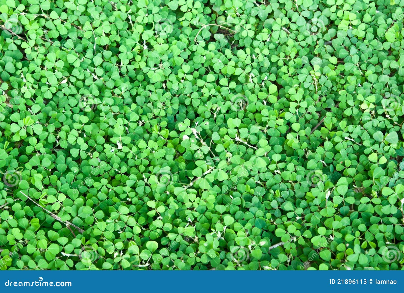 Green leaves texture stock image. Image of bright, clean - 21896113