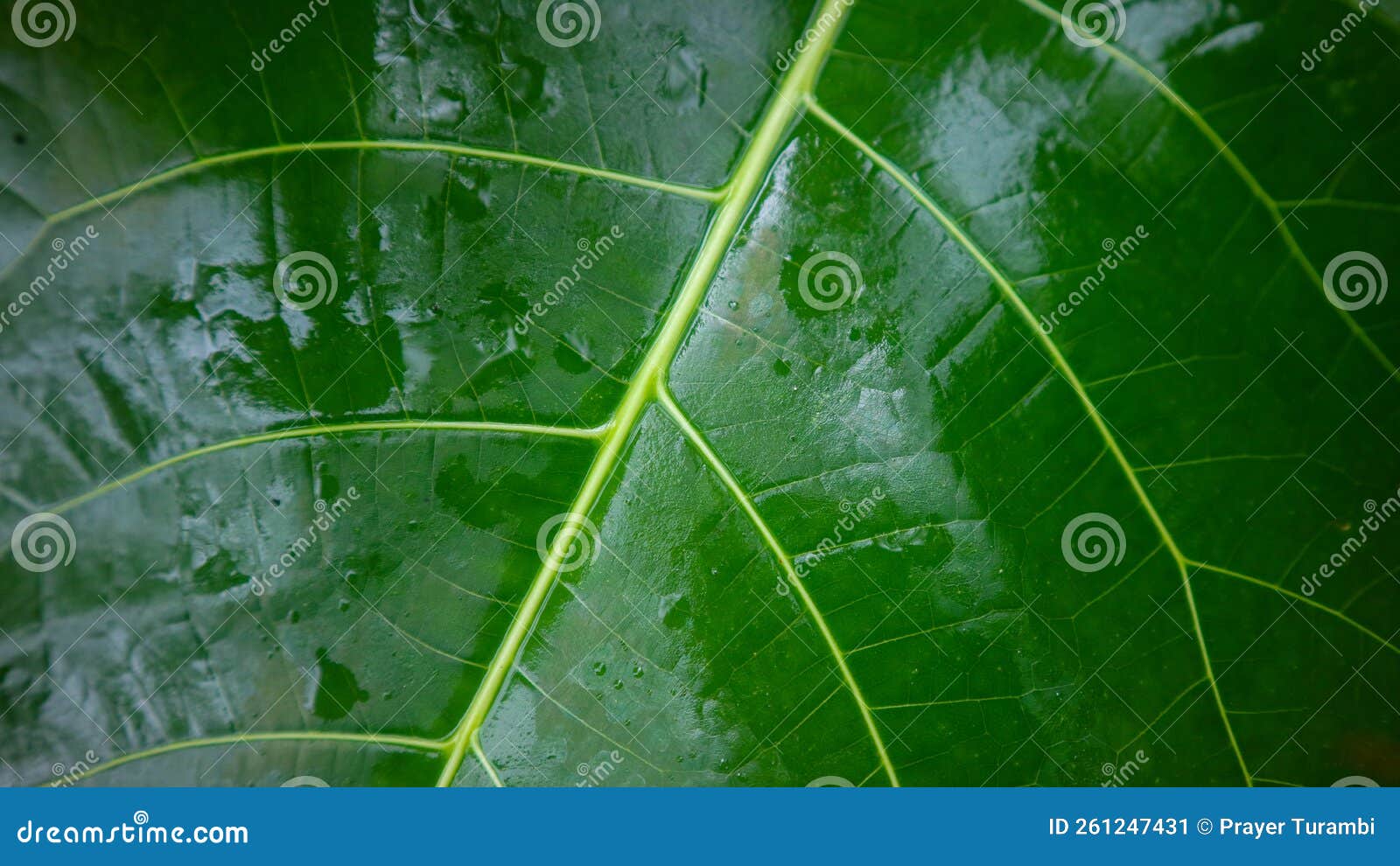 Green Leaves Texture As Background Stock Image - Image of natural, form ...