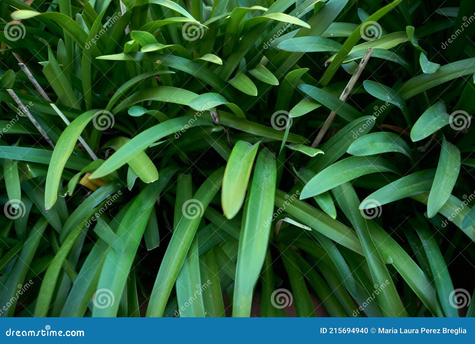Green Leaves Texture and Background Stock Photo - Image of ecology ...