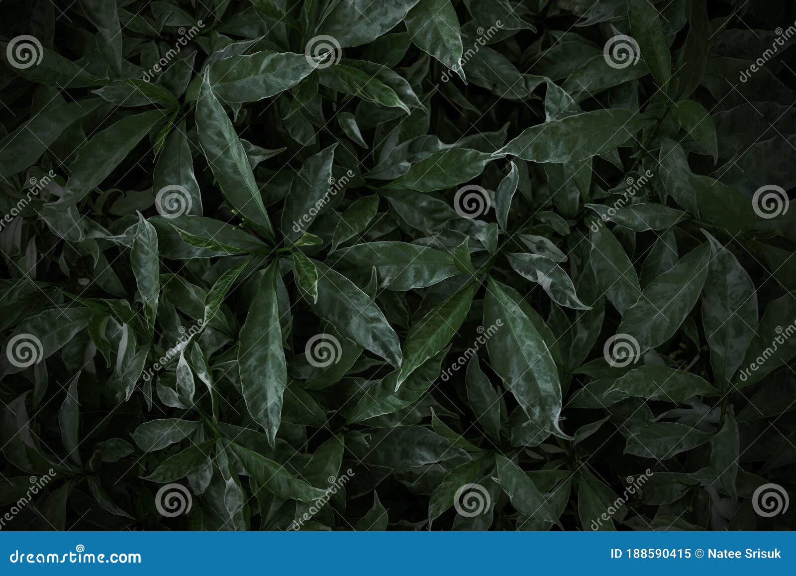 Green Leaves Texture Background Nature Wallpaper Stock Image - Image of ...