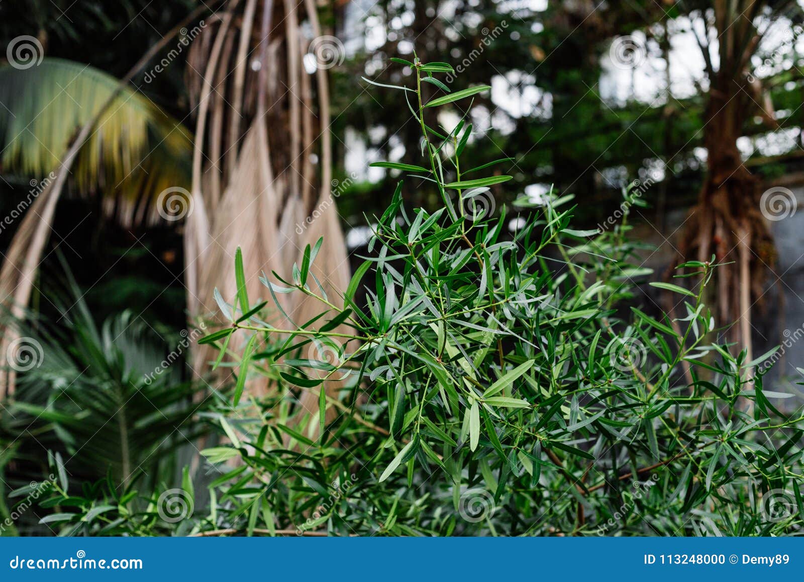 Green Leaves Texture, Background. Plants and Greenery in Botanical ...
