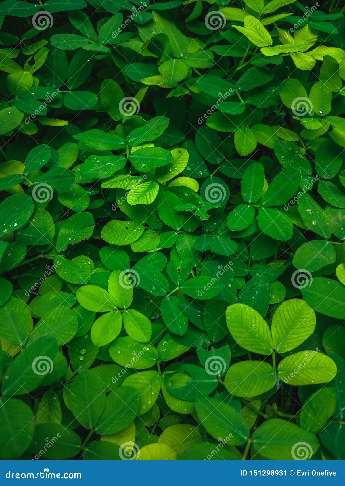 Green Leaves Texture for Background Stock Image - Image of fresh, green ...