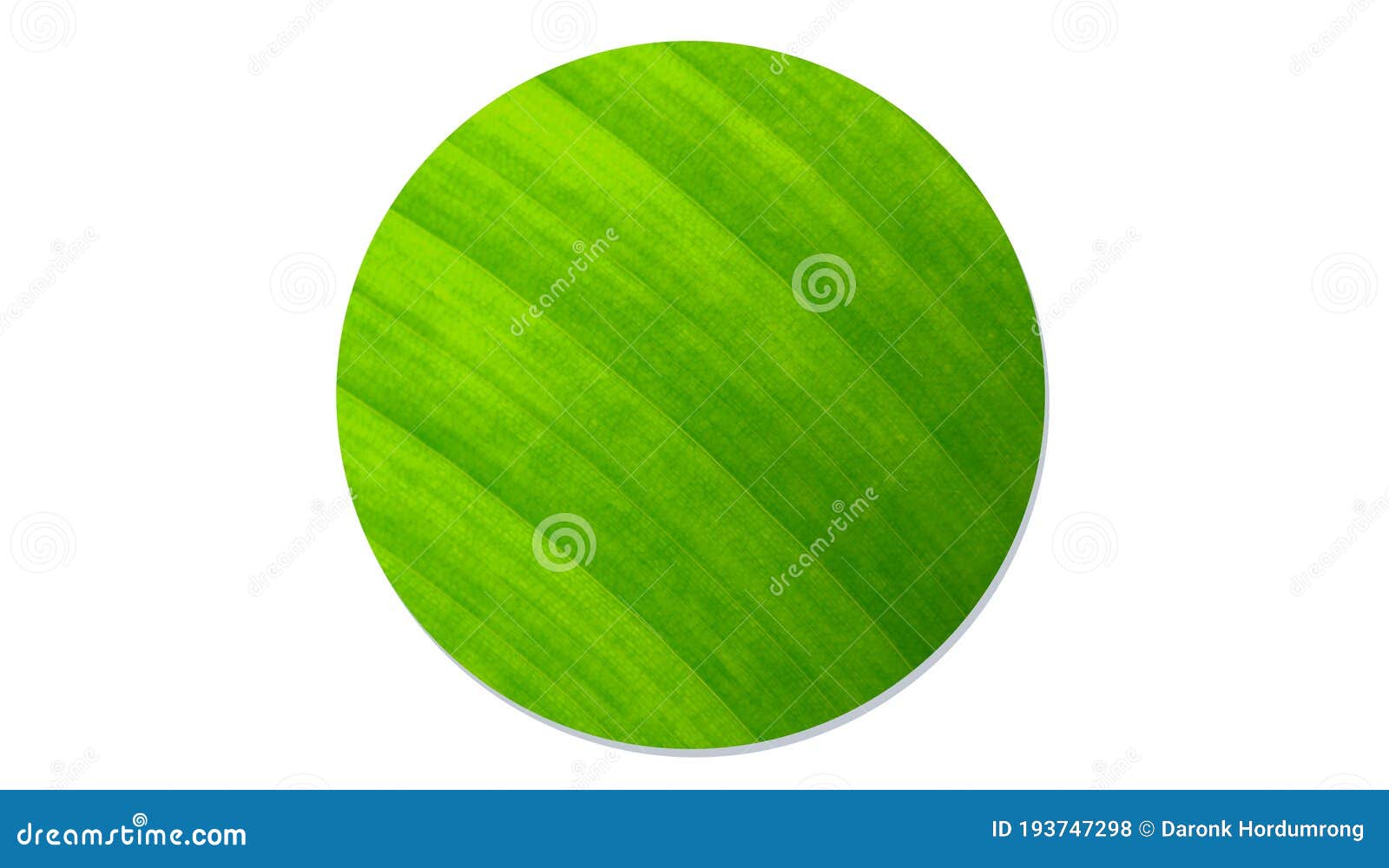 Green Leaves Texture in Circle Frame Shape, Empty Space for Text Stock ...