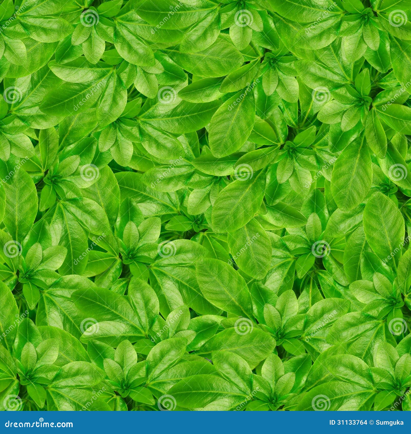 Green leaves texture stock photo. Image of nature, abstract - 31133764
