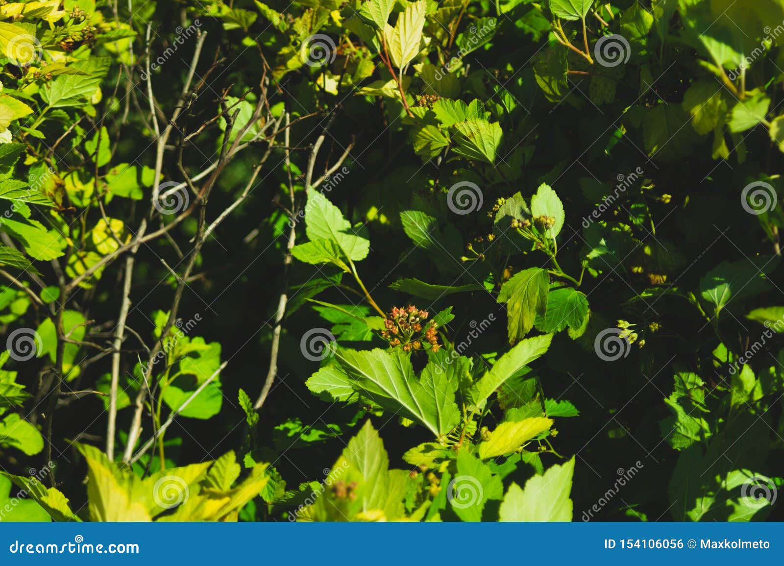 Green Leaves Texture. Greenery Nature Background Stock Photo - Image of ...