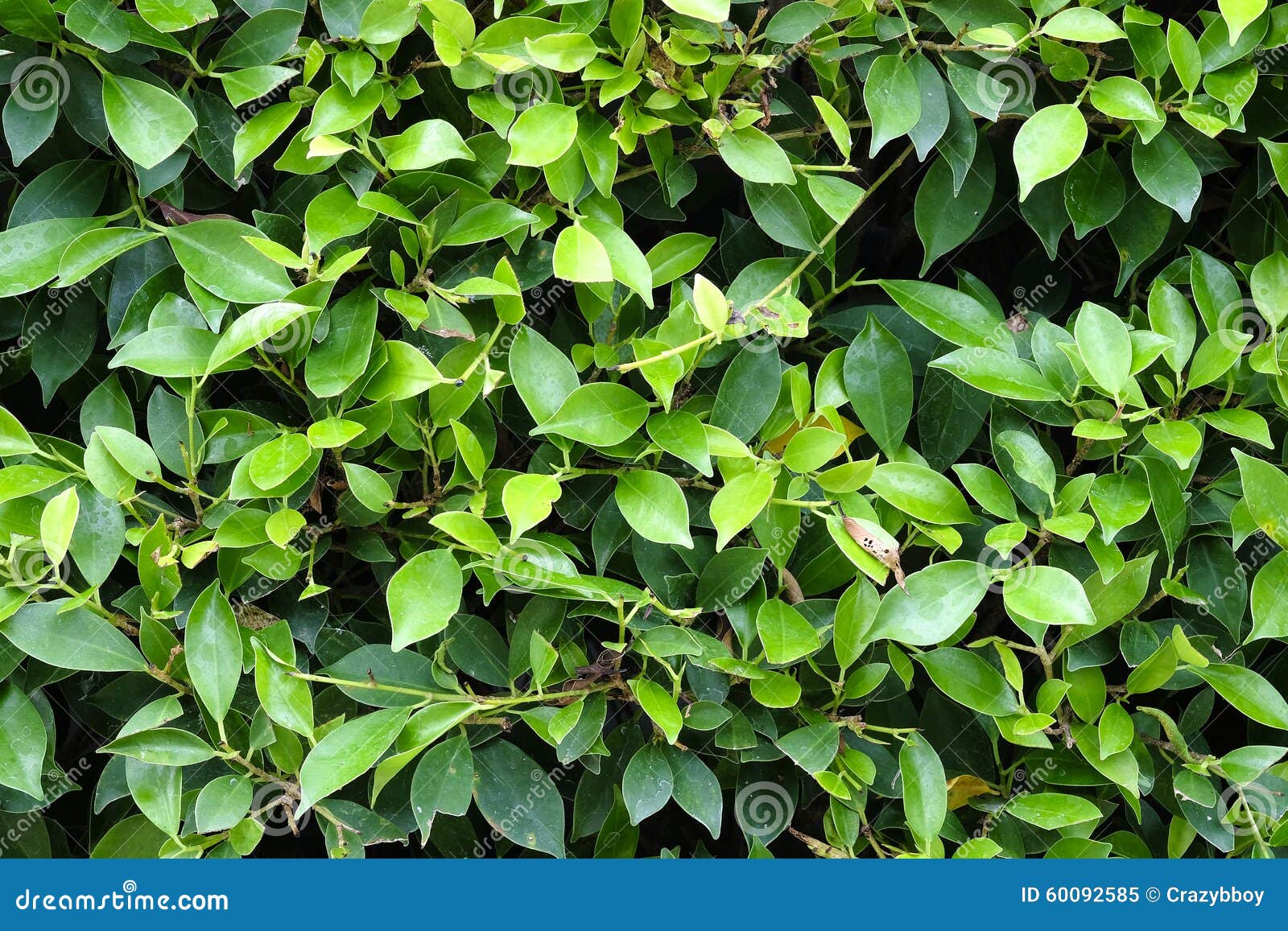 Green Leaves Texture Plane Perpendicular Shooting Stock Image - Image ...