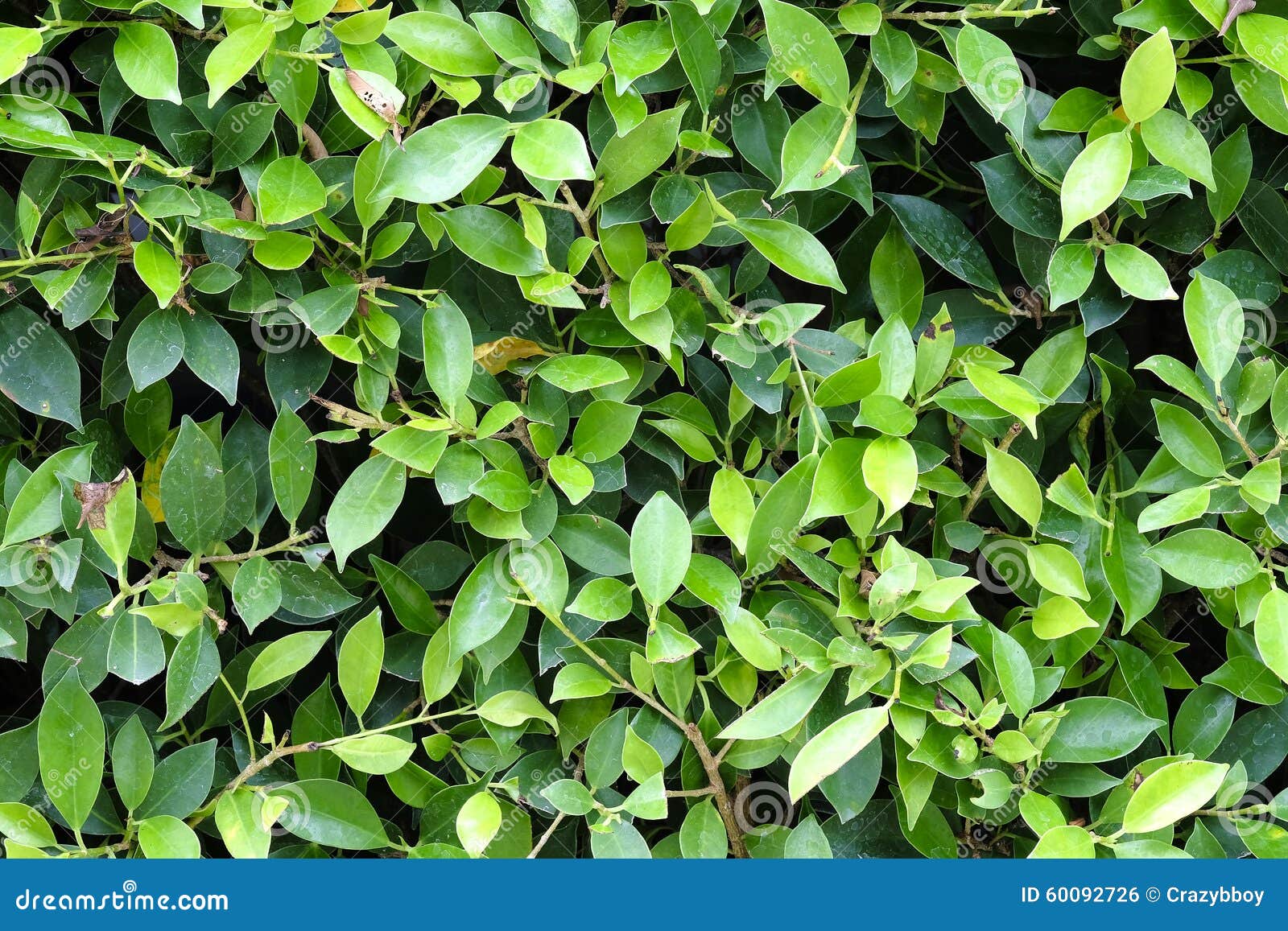Green Leaves Texture Plane Perpendicular Shooting Stock Photo - Image ...