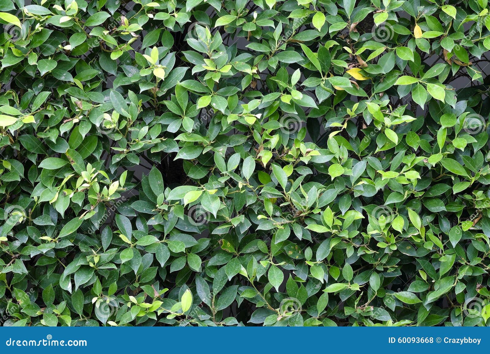 Green Leaves Texture Plane Perpendicular Shooting Stock Photo - Image ...
