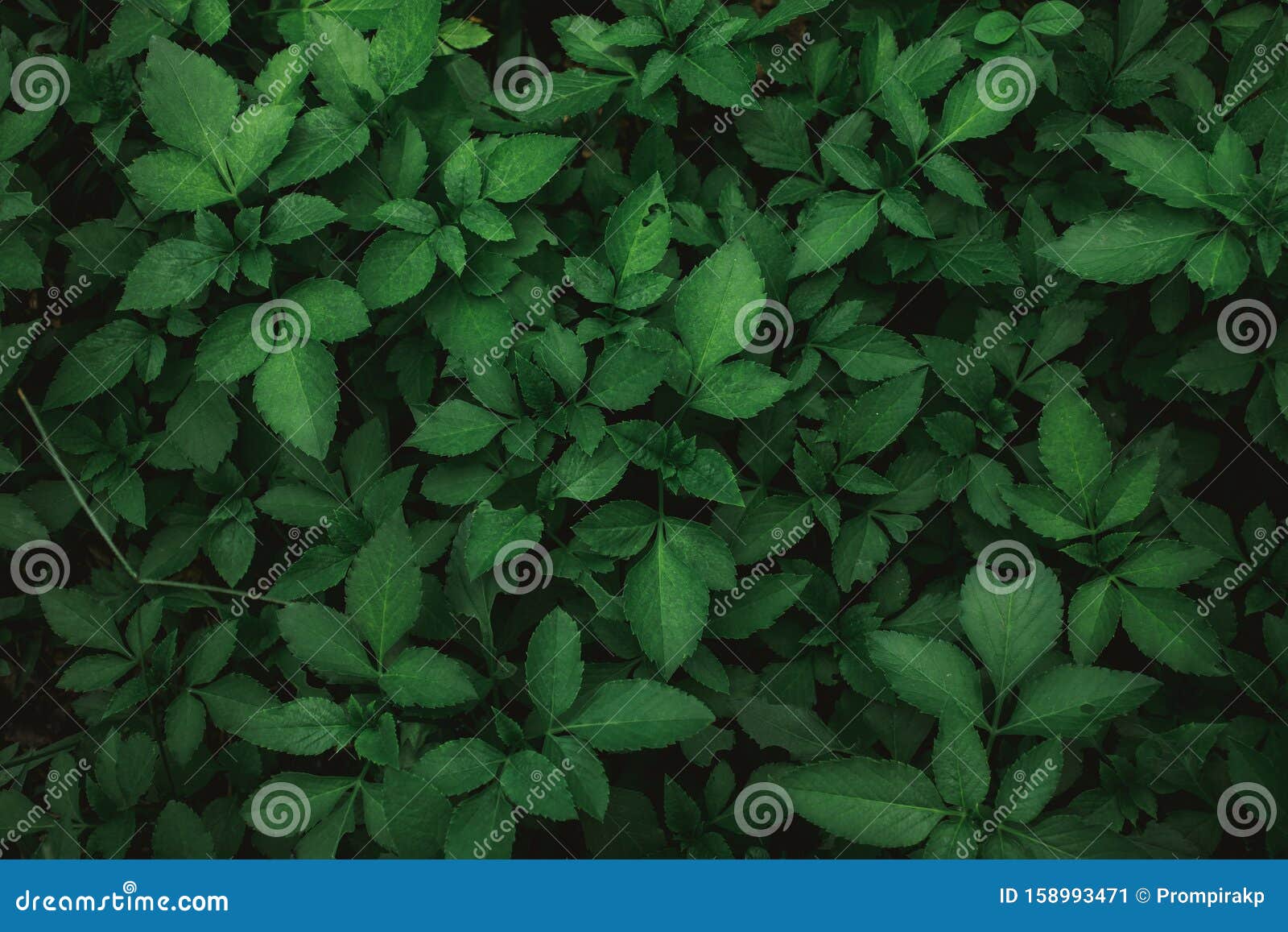 Green Leaves Texture Top View Background. Full Frame of Tropical Dark ...