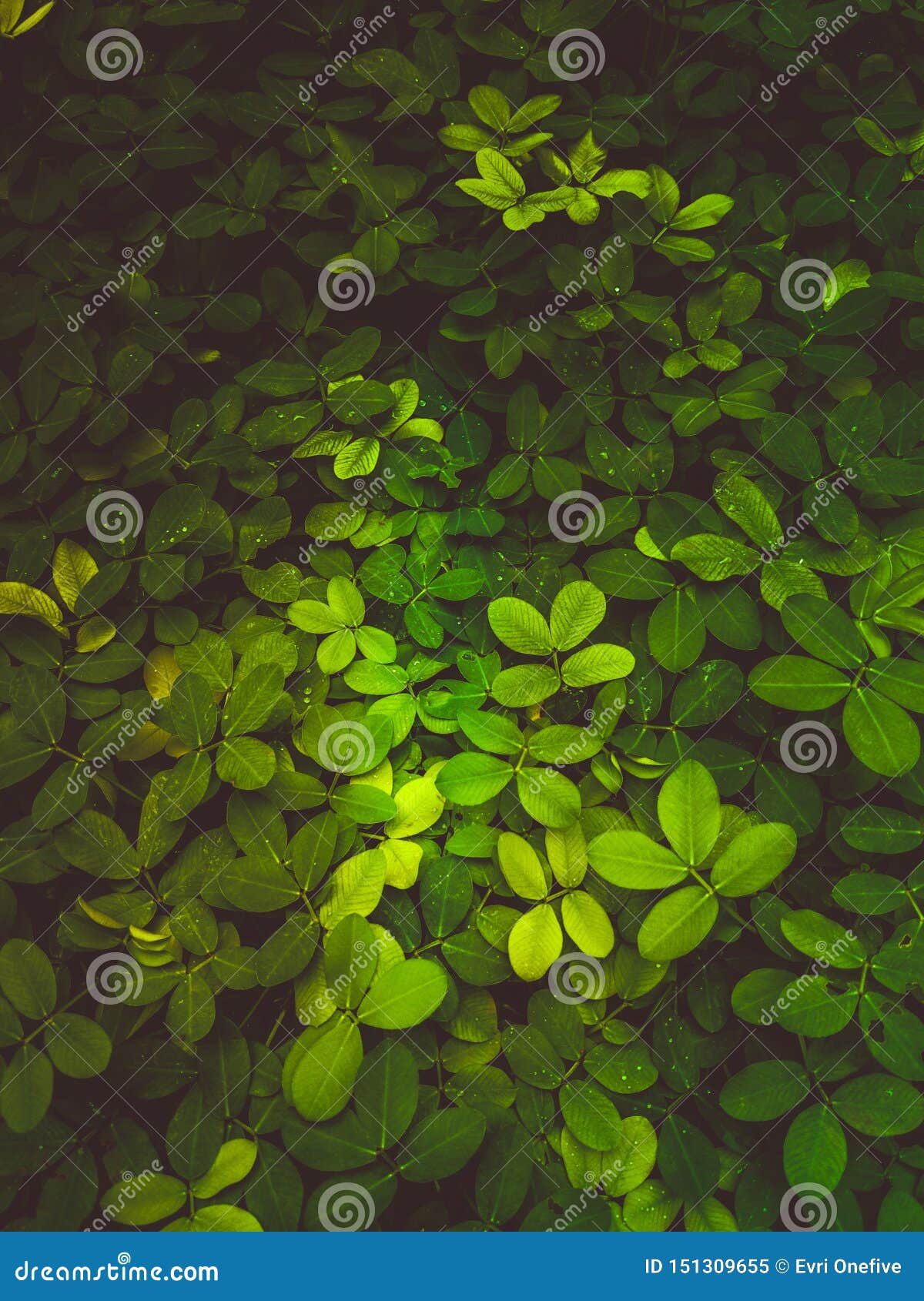 Green Leaves Texture for Background Stock Image - Image of fashion ...