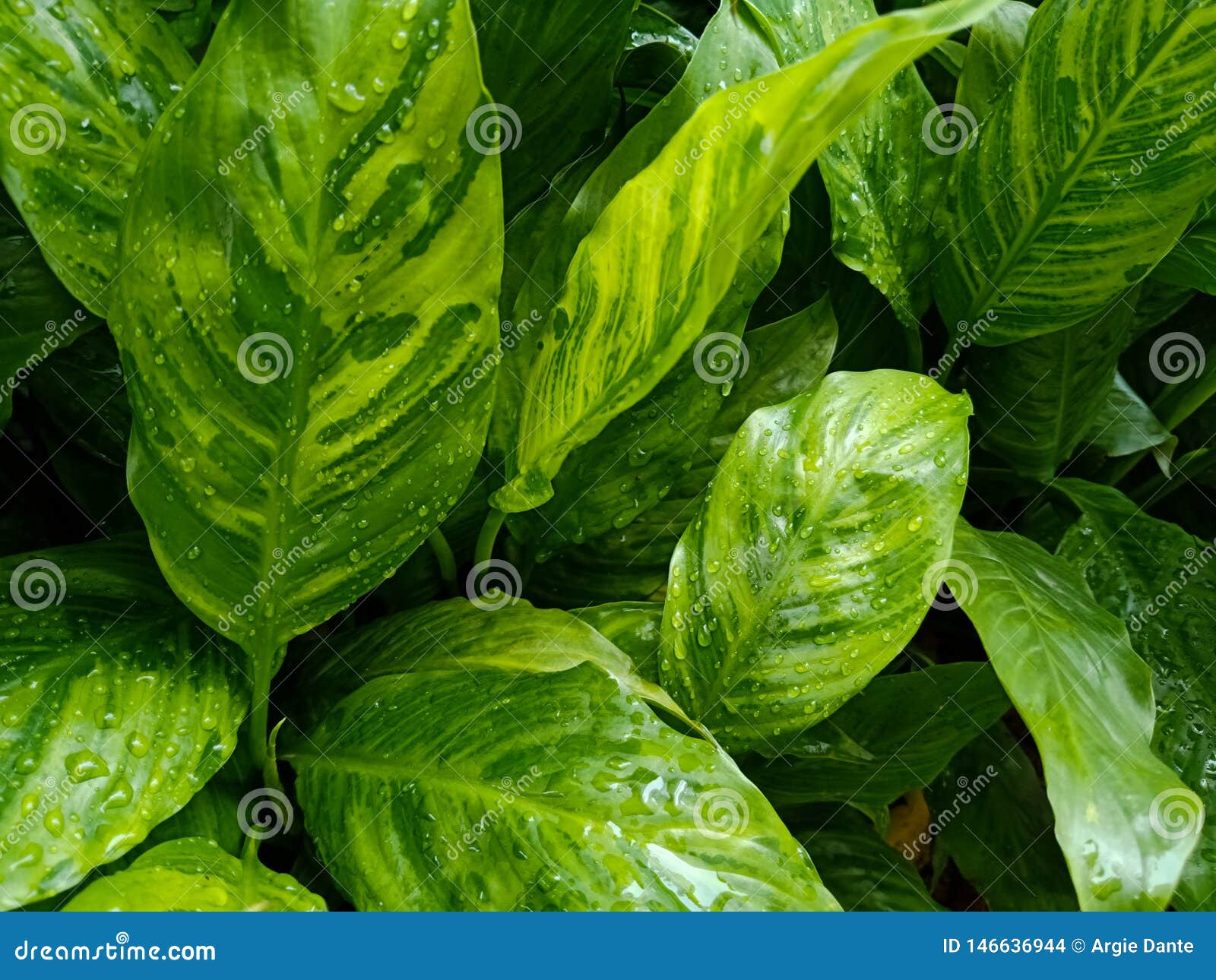 Green Leaves Textures in Nature, Nature Background, Gradient Colored ...