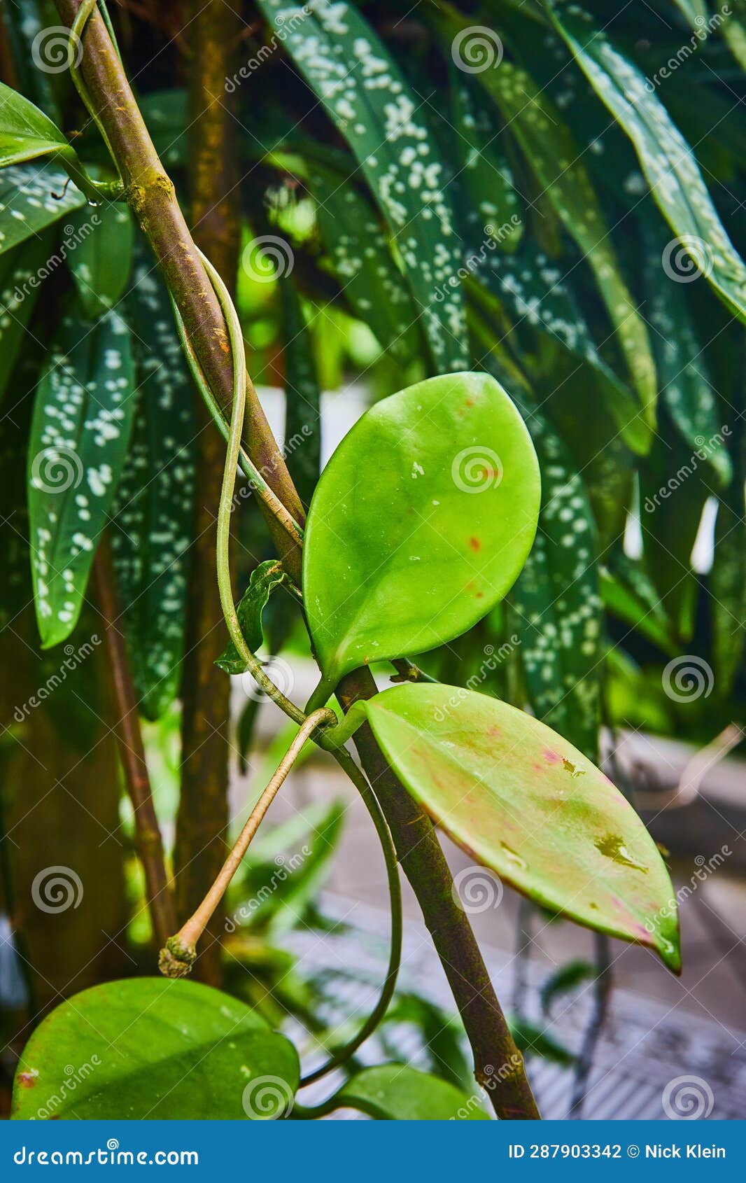Green Leaves on Thin Vine and Dangling Green and Spotted White Leaves ...