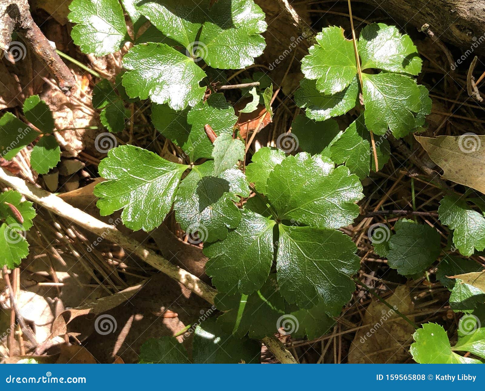Three Leaf Gold Thread Leaves Stock Photo - Image of three, woods ...