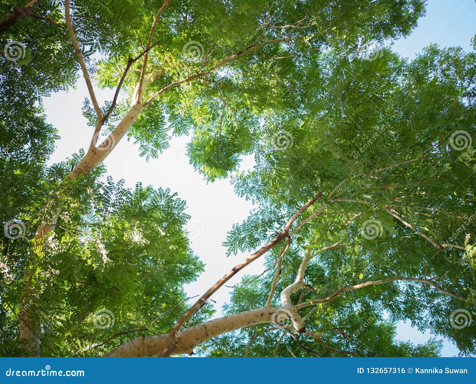 Green Leaves Tree is a Background Stock Photo - Image of nature, detail ...