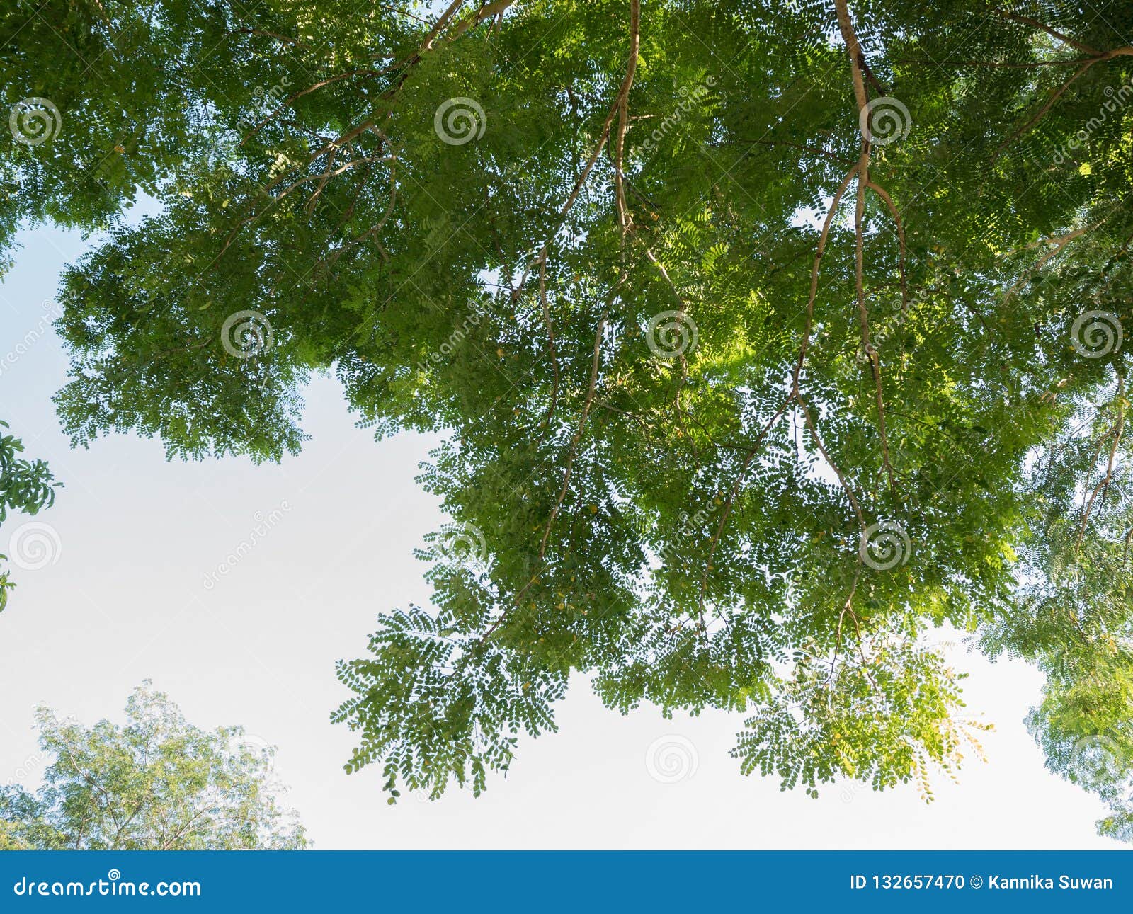 Green Leaves Tree is a Background Stock Photo - Image of organic ...
