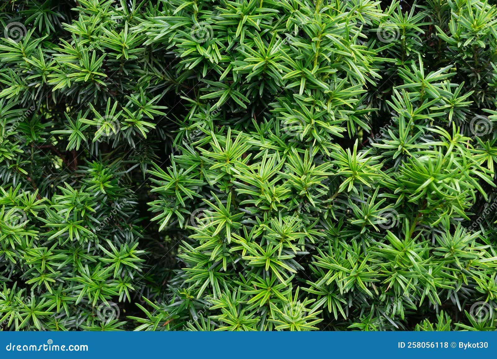 Green Leaves on a Tree in the Garden. Natural Plant Background Stock ...