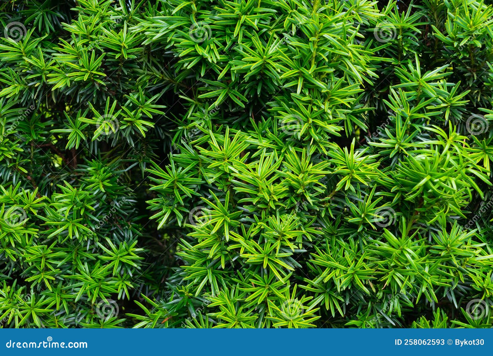 Green Leaves on a Tree in a Summer Park. Leaves Background. Natural ...