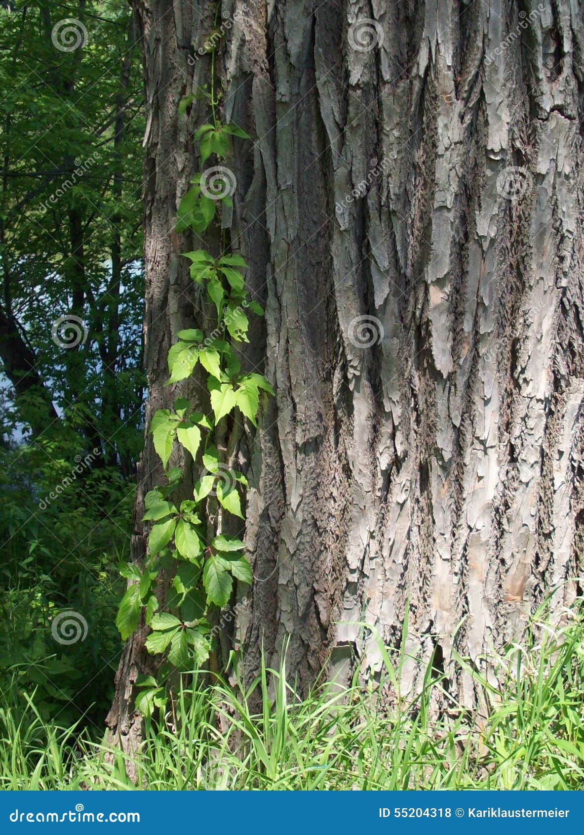 Green Leaves on Tree Bark stock photo. Image of wild - 55204318