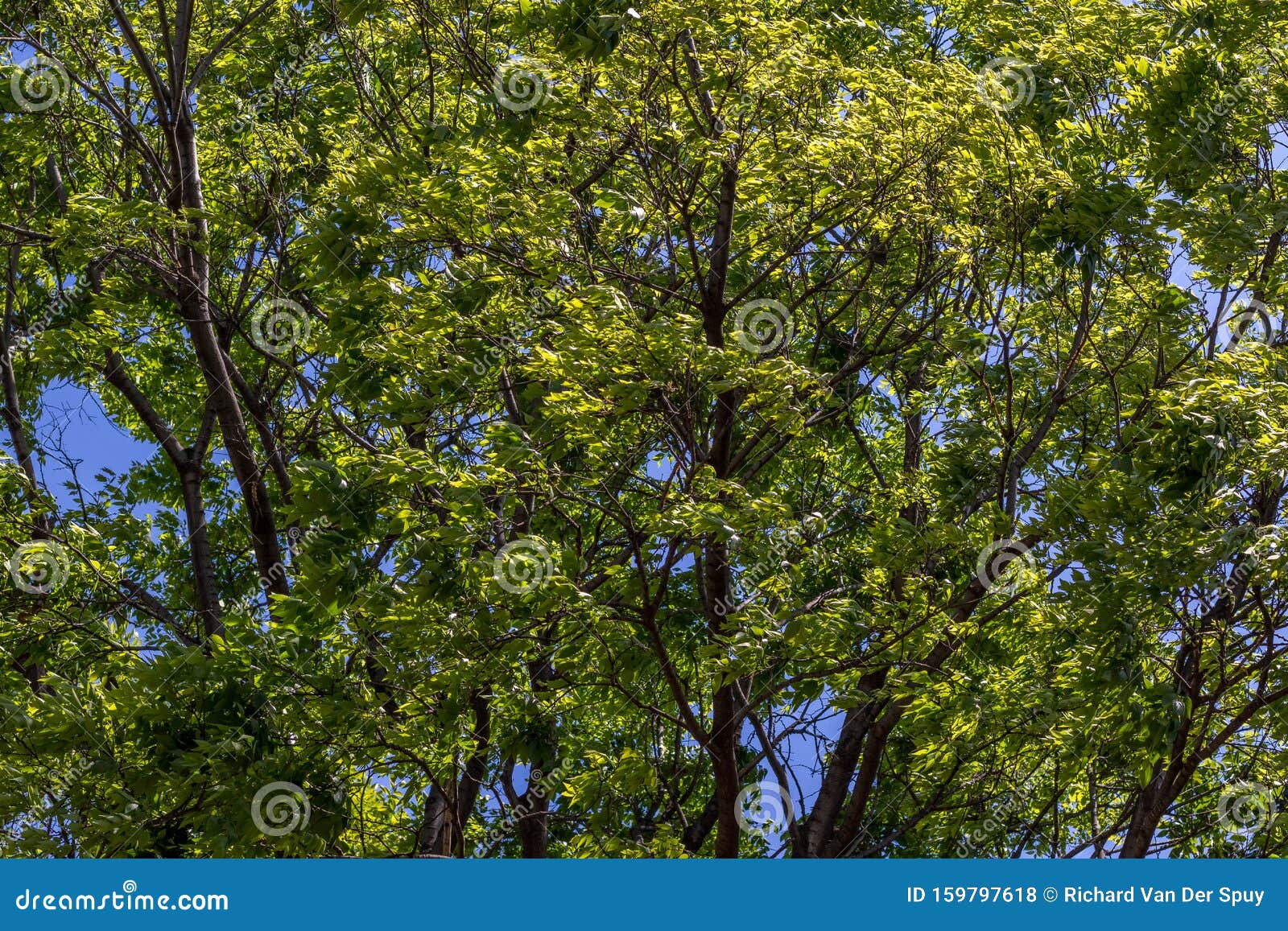 Green Leaves Blowing in the Wind Stock Photo - Image of backdrop ...