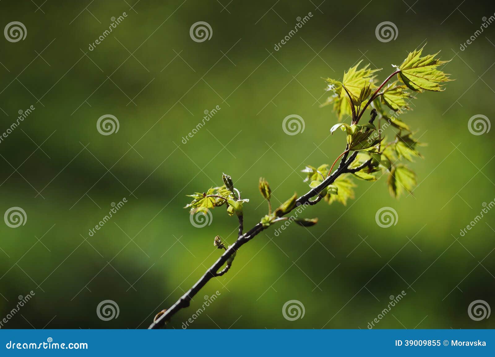 Green Leaves Tree Branch in Bright Backlighting Stock Image - Image of ...