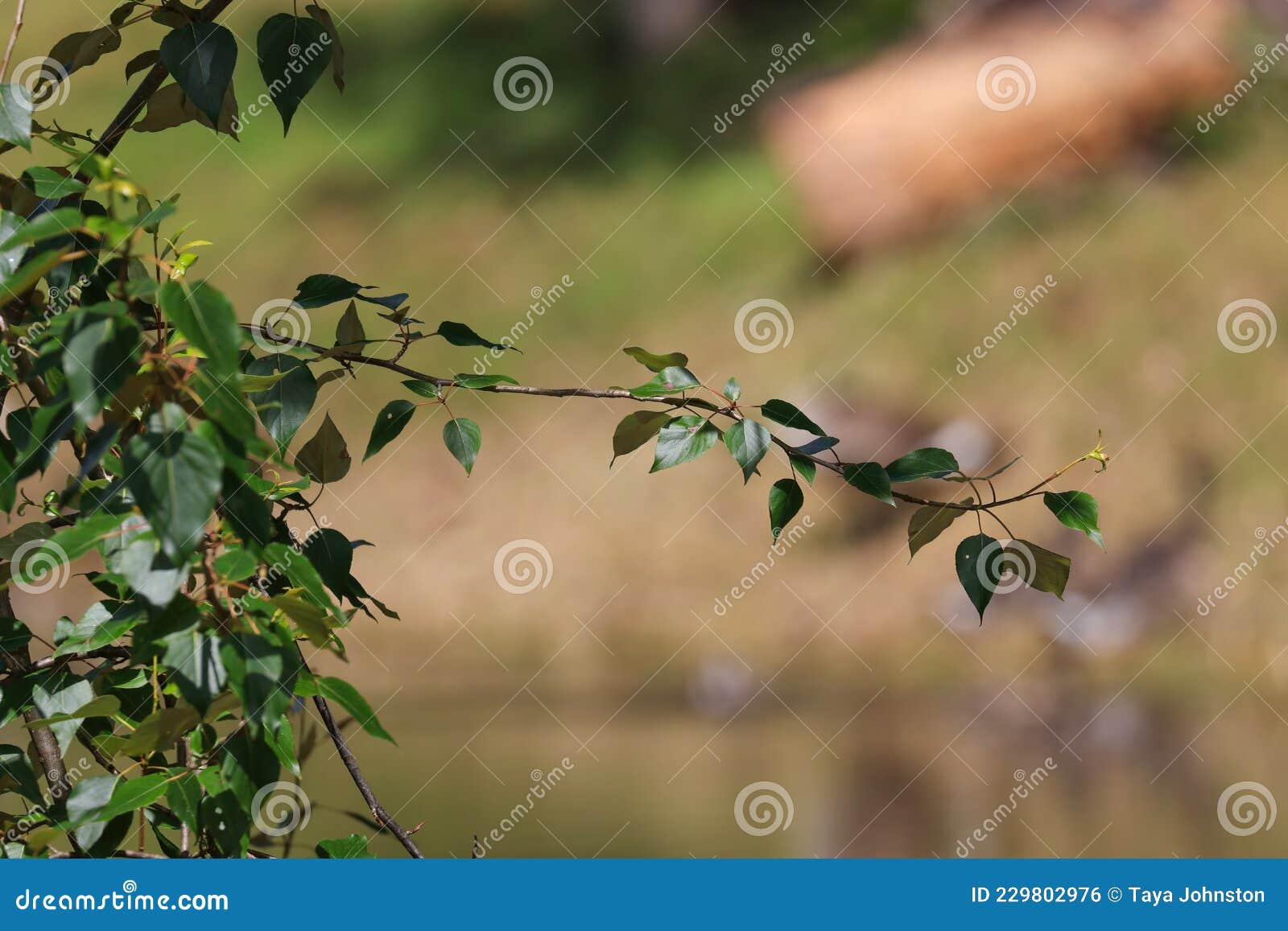 Tree Branch Hanging Down in Front of a Lake Stock Photo - Image of ...